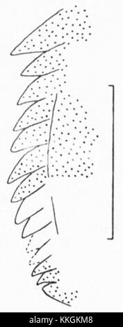 Eurypterids, ancient marine arthropods from the Devonian period, are ...