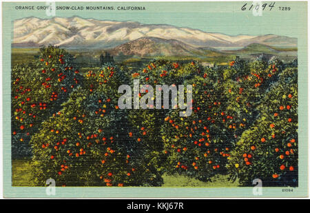Orange grove, snow-clad mountains, California , Mountains, Tichnor ...