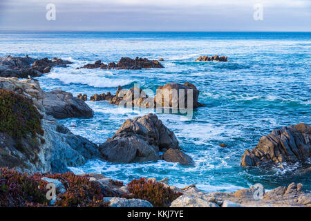 Pacific Grove and Monterey Bay at sunset with pink ice plants in bloom ...