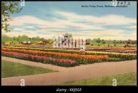 Nellis Tulip Farm, Holland, Michigan , Tichnor Brothers Collection ...