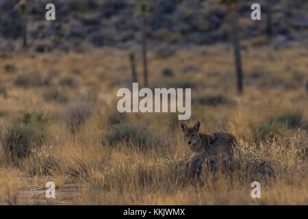 A coyote hunts around the Joshua Tree National Park Hall of Horrors ...