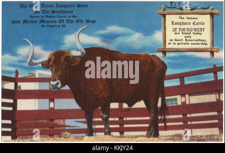 Texas longhorn cattle in corral on ranch Texas USA Stock Photo - Alamy