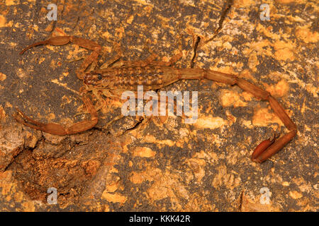 Bark scorpion, Isometrus vittatus which bears a long metasoma and short ...