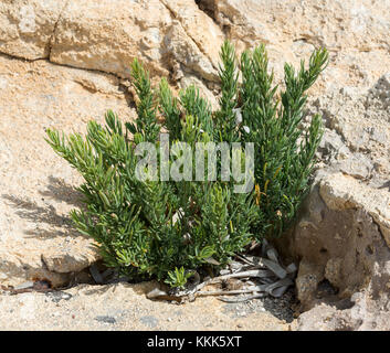 Close-up of the seepweed, Suaeda spicata. It is a Mediterranean plant ...