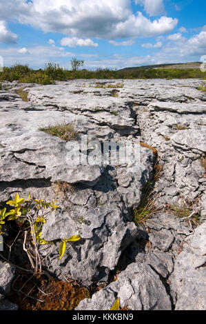 The Burren limestone scenery County Clare Ireland - dry stone wall ...