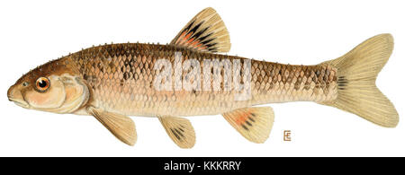Central Stoneroller (Campostoma anomalum Stock Photo - Alamy