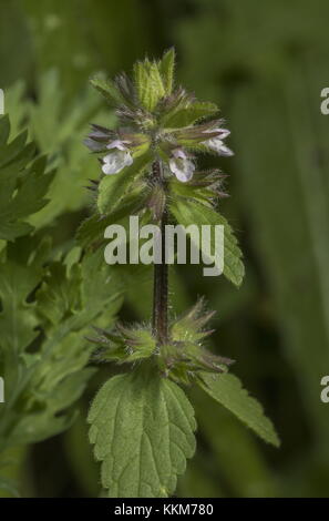 Field woundwort / staggerweed (Stachys arvensis : Lamiaceae) in a ...