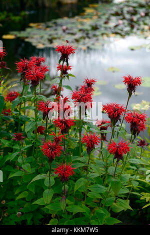 Monarda Fireball Bergamot red flower garden plant hardy herbaceous ...