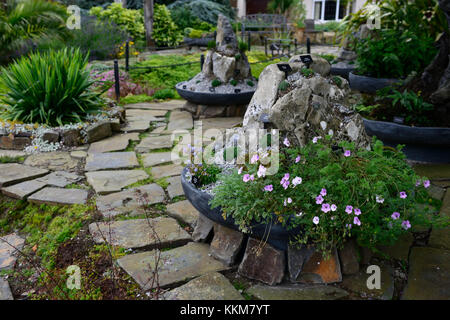 alpine,alpines,trough,troughs,display,container,gardening,garden ...