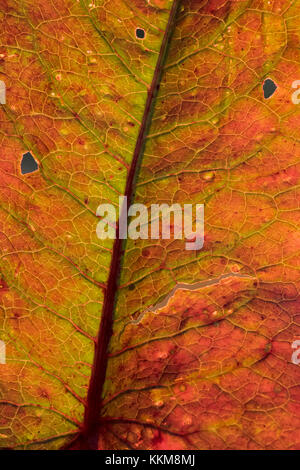 Close up of bright foliage in autumn park Stock Photo - Alamy