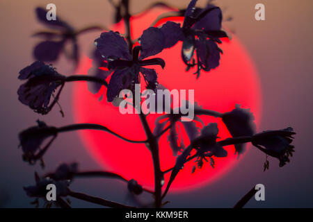 Fireweed in front of sunset, Epilobium angustifolium, close-up Stock ...