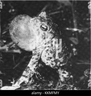 The endangered Houston toad (Bufo houstonensis), a species native to ...