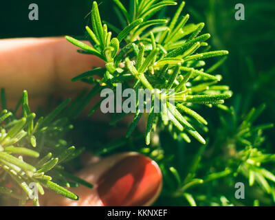 Sprouts of young rosemary Stock Photo - Alamy