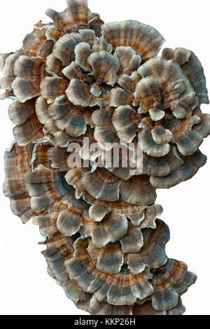 Trametes versicolor isolated on white. Trametes versicolor, also known ...
