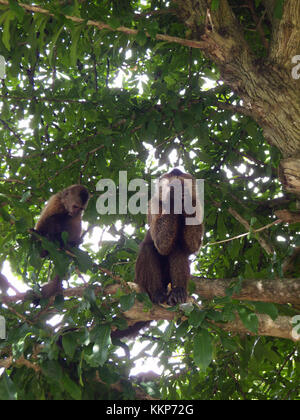 Two monkeys in Venezuela Stock Photo - Alamy