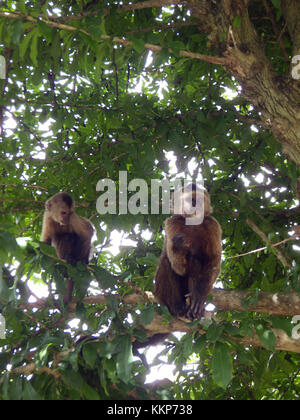 Two monkeys in Venezuela Stock Photo - Alamy