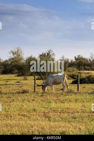 Rustic Texas cattle farm with a tin roof and hay in the fields Stock ...