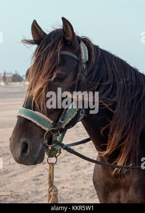 Essaouria, Morocco - September 2017 Stock Photo - Alamy