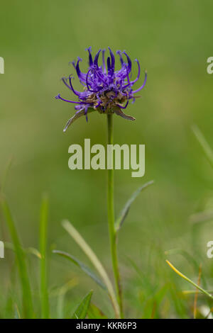 Round-headed rampion (Phyteuma orbiculare) clump flowering on a chalk ...