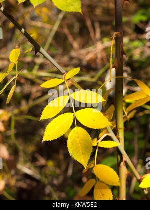 Stunning red and yellow forest in the fall, Poland Stock Photo - Alamy