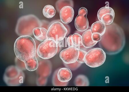 Computer illustration of the unicellular fungus (yeast) Candida auris ...