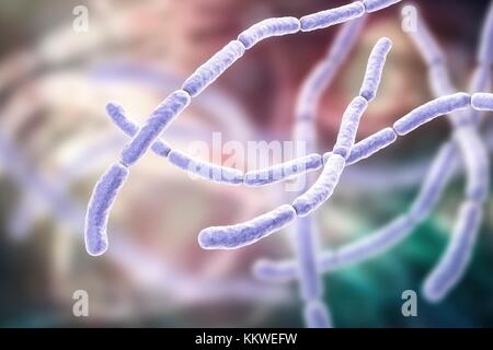 Rat bite fever bacteria. Computer illustration of chains of ...