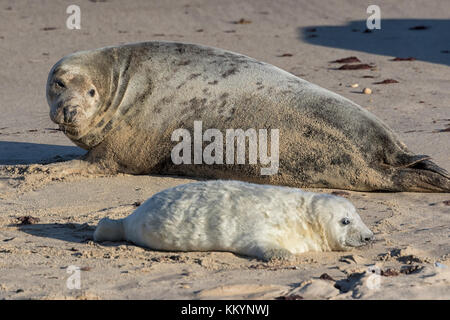 Grey Seals mating on the North Norfolk coast in winter Stock Photo - Alamy