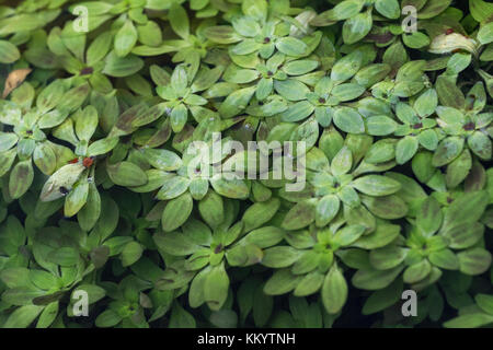 Water Starwort / Callitriche agg. - probably C. hamulata in large ...