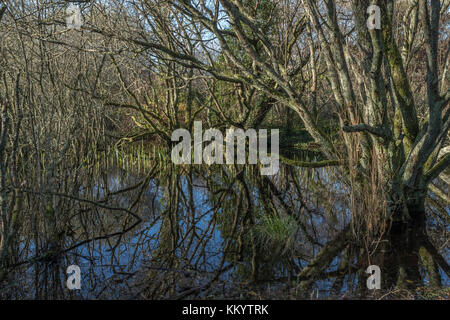 Waterlogged trees in a temperate climate swamp forest / woodland swamp ...