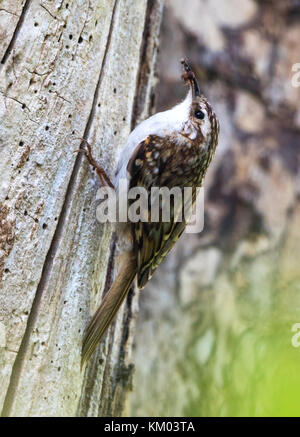 Tree Creeper bringing in food to nest Stock Photo - Alamy