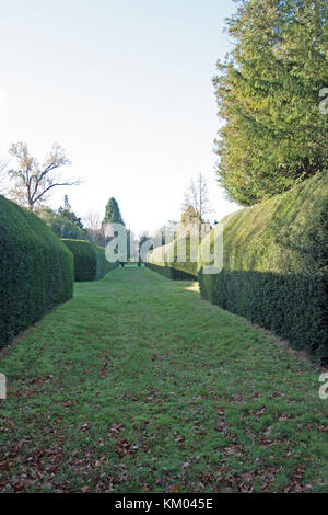 Clipped evergreen Yew hedge Stock Photo - Alamy