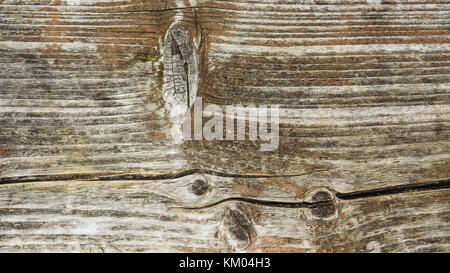 beautiful wood background from the old palm tree , concept, background ...