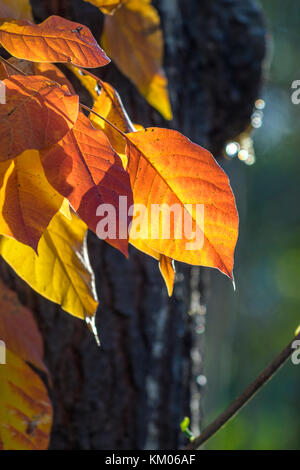 Posion ivy leaves changing colors in autumn Stock Photo - Alamy