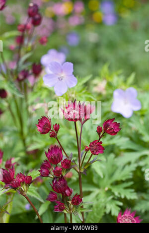 Astrantia flower heads in a uk garden Stock Photo - Alamy