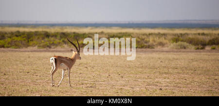 Antelope is walking away, scenery of the Kenyan savannah Stock Photo ...