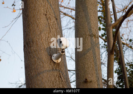 Security surveillance camera on the tree in the forest Stock Photo - Alamy