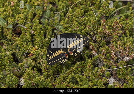 Short-tailed swallowtail (Papilio brevicauda) butterfly settled on ...