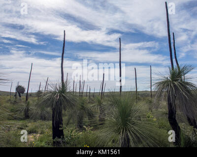 Grass trees, Wanagarren Nature Reserve, Western Australia Stock Photo ...
