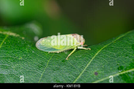 Oak Leafhopper (Iassus lanio), Sussex, UK Stock Photo - Alamy