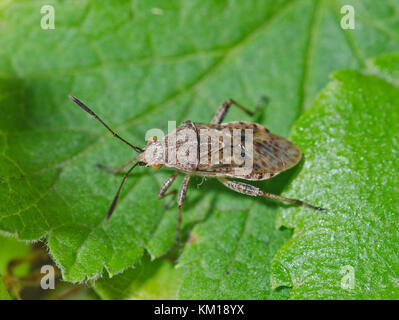 Scentless plant bug, Rhopalid bug (Stictopleurus punctatonervosus ...