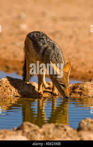 Jackal drinking at an waterhole at Kgalagadi Transfontier Park, South ...