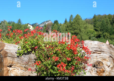 hollow trunk used as a pot for red geraniums flowers in the mountains ...