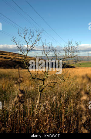 Landscape of vast golden moors in highlands of Scotland with narrow ...