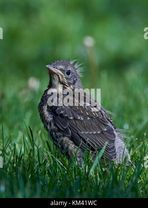 Fieldfare on the ground in ts natural habitat Stock Photo - Alamy