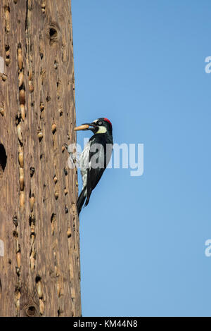 Acorn Woodpecker Storing Acorns Stock Photo - Alamy