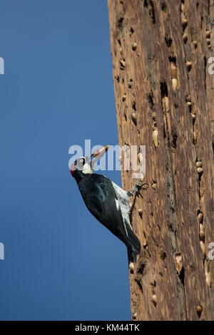 Acorn Woodpecker Storing Acorns Stock Photo - Alamy