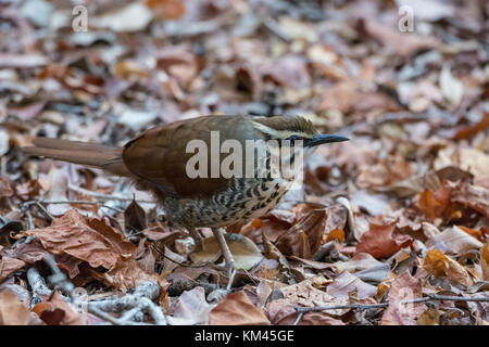 An endemic White-breasted Mesite (Mesitornis variegata) foraging on ...