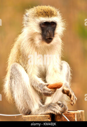 Black faced velvet monkey (Chlorocebus pygerythrus) sitting in a tree ...