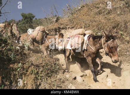 Donkeys transport heavy loads to their remote destination in the Stock ...