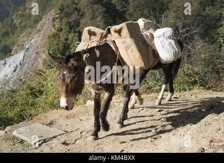 Donkeys transport heavy loads to their remote destination in the Stock ...